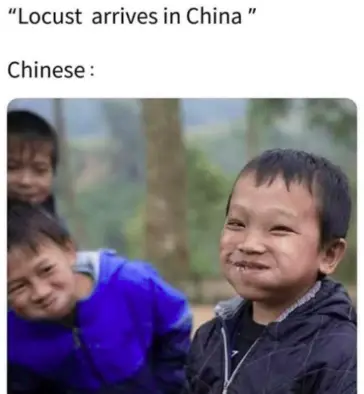 Locusts Attack In China Reaction