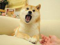 Top 20 Doge Meme Templates Of All Time - HumorNama