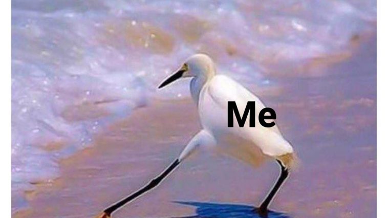 35 Funny Peacock Jokes & Puns For Bird Lovers - HumorNama