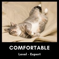 Funny Cat Memes, Videos And GIFs | HumorNama