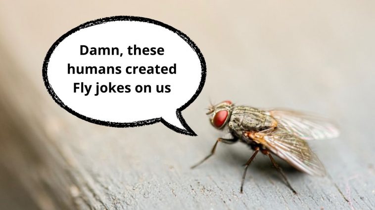 70 Funny Fly Jokes And Puns That Need No Navigation