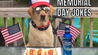25 Best Memorial Day Memes For Patriotic Laughs In 2023