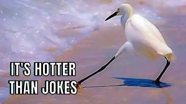 125 Funny It's Hotter Than Jokes And Sayings In 2026