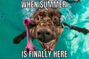 40 Best Summer Memes That'll Help You Cool Down In 2025