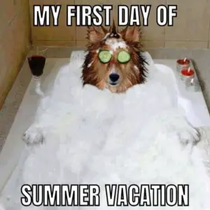 20 Summer Solstice Memes For First Day Of 2026 Summer