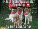 20 Funny Canada Day Memes To Share In 2025