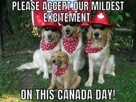 20 Funny Canada Day Memes To Share In 2025