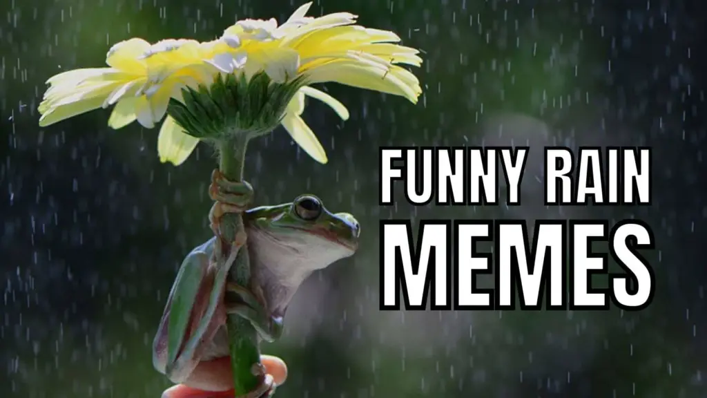20 Funny Rain Memes To Lift Dampened Moods In 2024