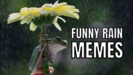 20 Funny Rain Memes To Lift Dampened Moods In 2024