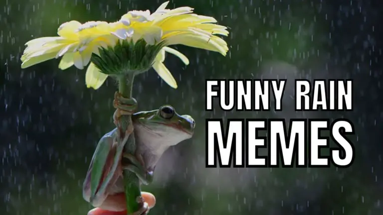 20 Funny Rain Memes To Lift Dampened Moods In 2024