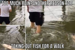 20 Funny Rain Memes To Lift Dampened Moods In 2024