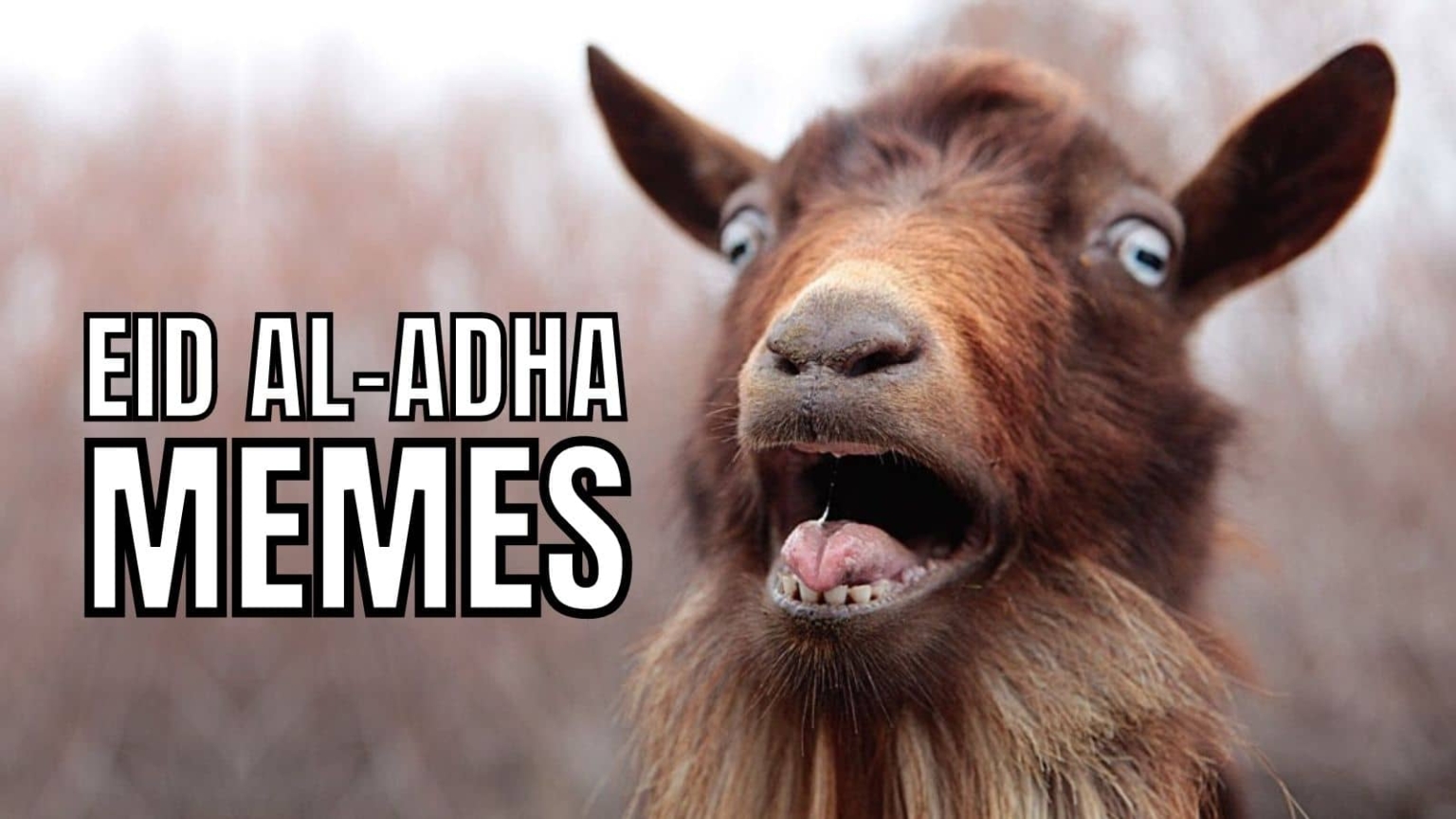 20 Best Eid Al-Adha Memes To Celebrate Bakrid In 2025