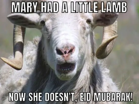 20 Best Eid Al-Adha Memes To Celebrate Bakrid In 2025