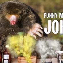 55 Cupcake Jokes & Puns To Satisfy Your Sweet Tooth