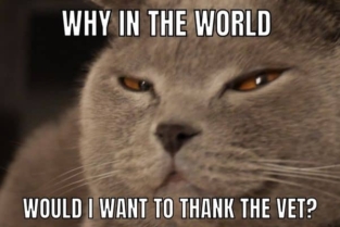 20 Best Veterans Day Memes To Honor With Humor In 2025