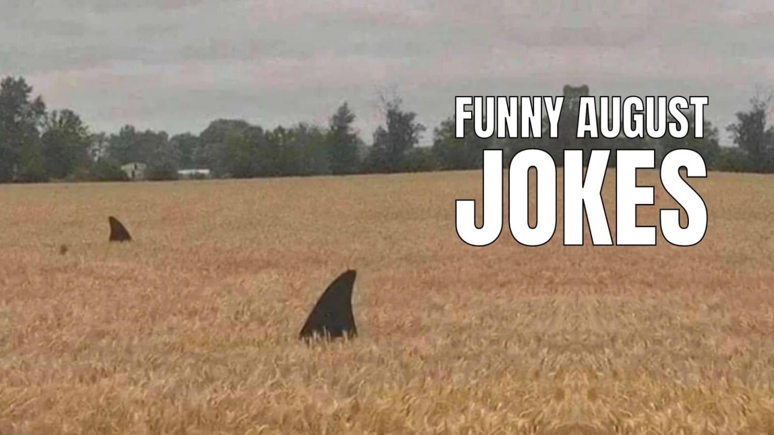 50 Funny August Jokes For The 8th Month Of 2025