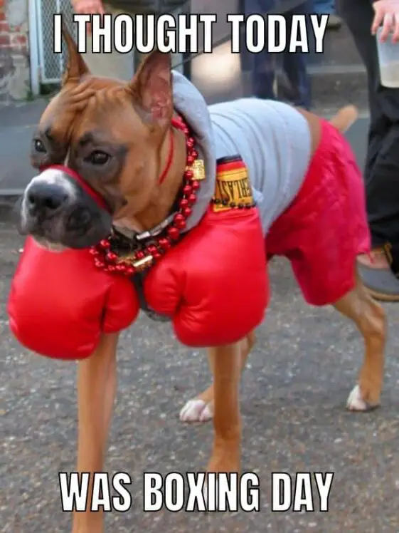 20 Best Boxing Day Memes For Post-Holiday Fun In 2025